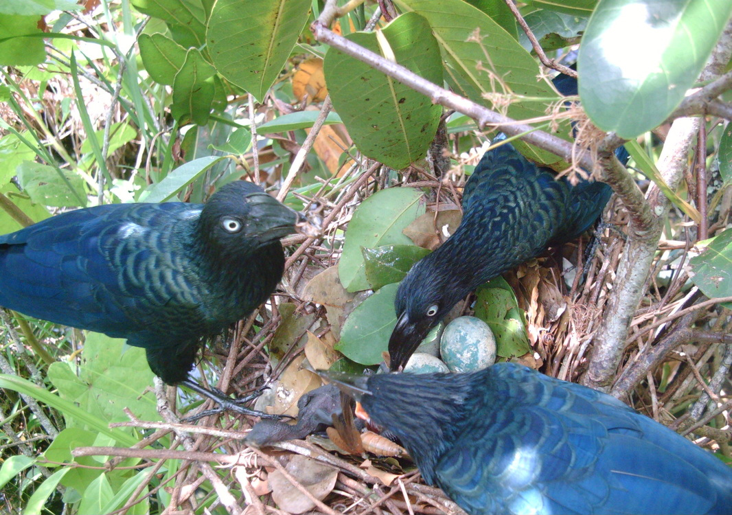 Science Outside Interviews: Christie Riehl and the egg-tossing Anis ...